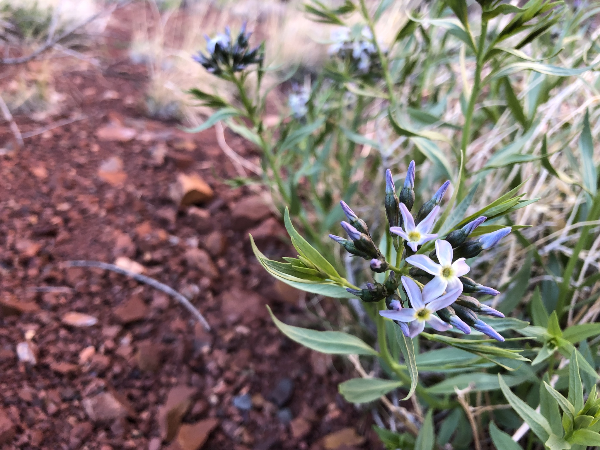 Amsonia tomentosa var. stenophylla Kearney & Peebles
