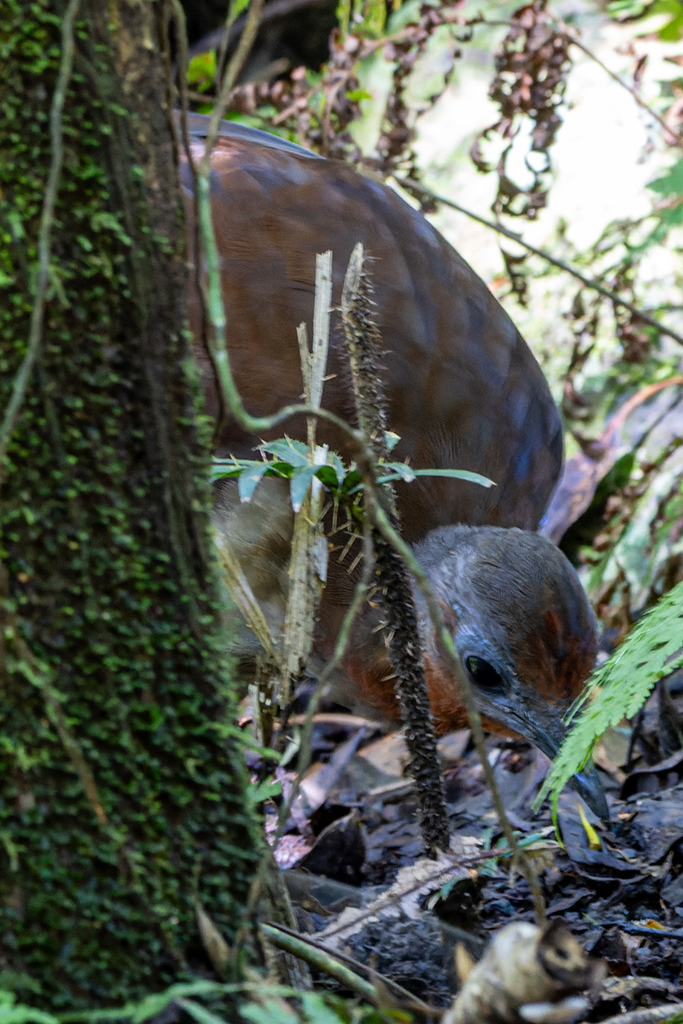 Albert's Lyrebird from Natural Bridge QLD 4211, Australia on March 12 ...