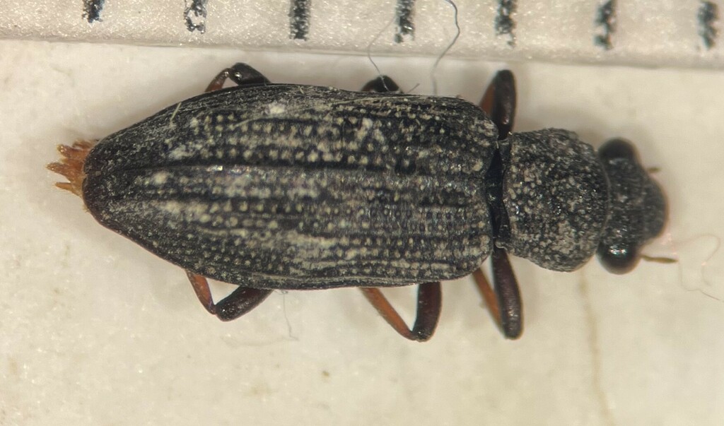 Hydrochus rugosus from Travis County, TX, USA on March 16, 2024 by ...