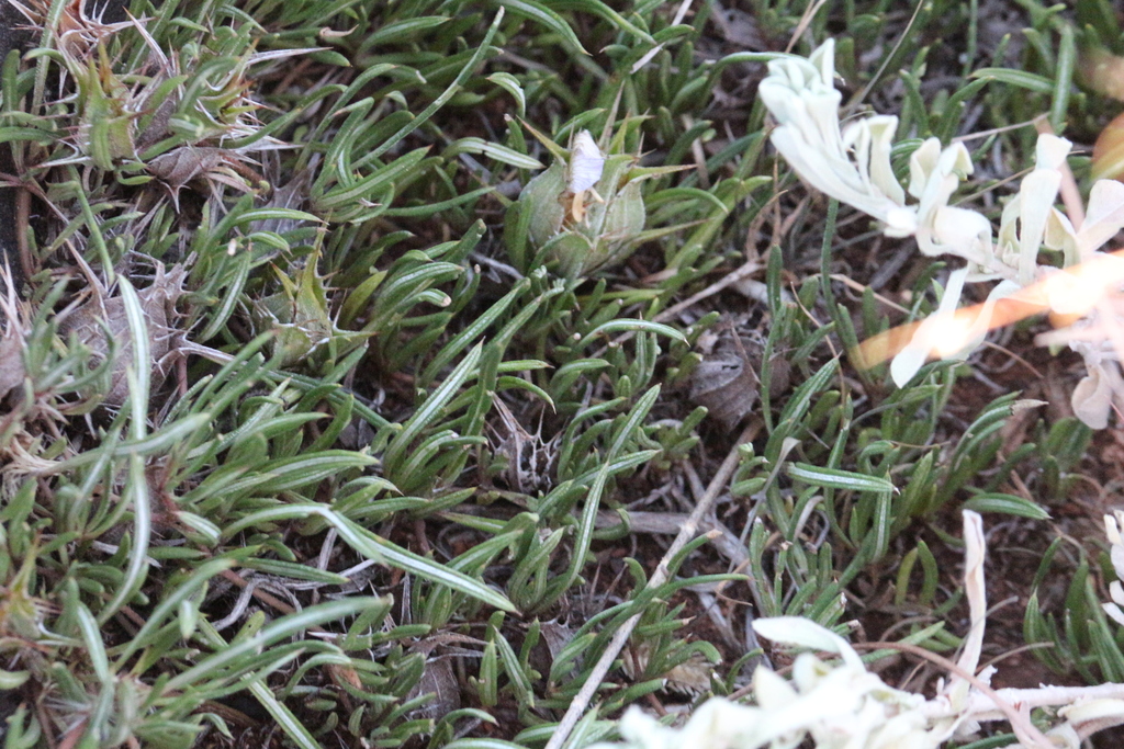 Blepharis angusta from West Rand District Municipality, South Africa on ...