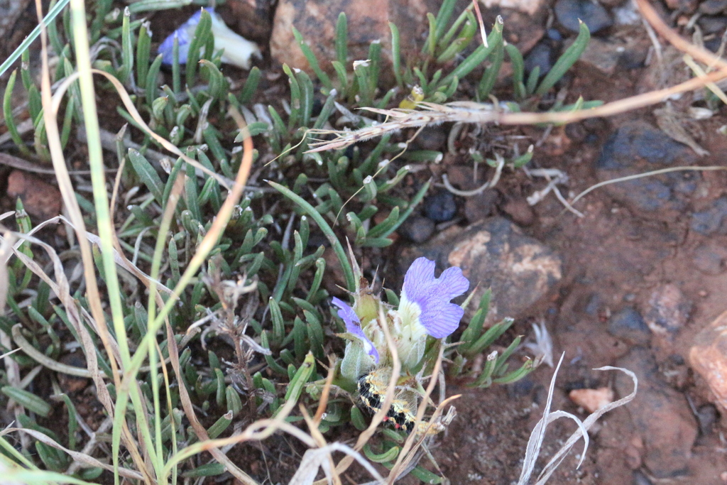 Blepharis angusta from West Rand District Municipality, South Africa on ...