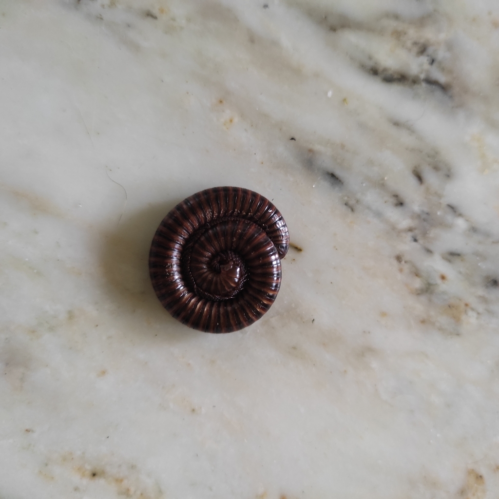 Round-backed Millipedes from 91500 Departamento de Canelones, Uruguay ...
