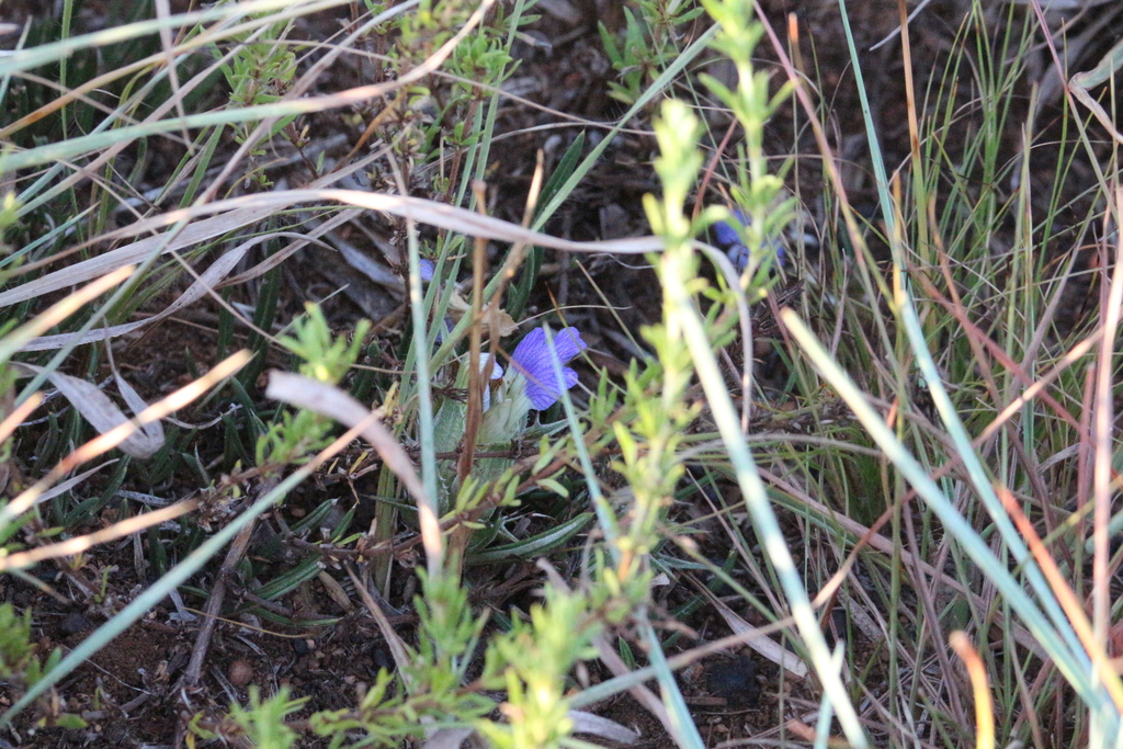 Blepharis angusta from West Rand District Municipality, South Africa on ...