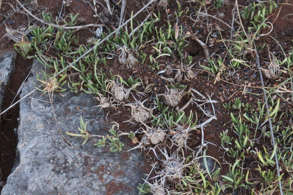 Blepharis angusta from West Rand District Municipality, South Africa on ...