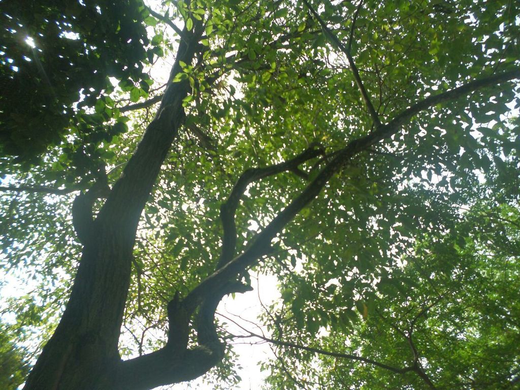 Apamate rosa (Plantas del parque de la marina) · iNaturalist