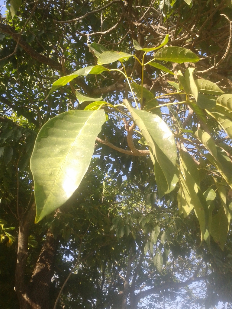 Apamate rosa (Plantas del parque de la marina) · iNaturalist