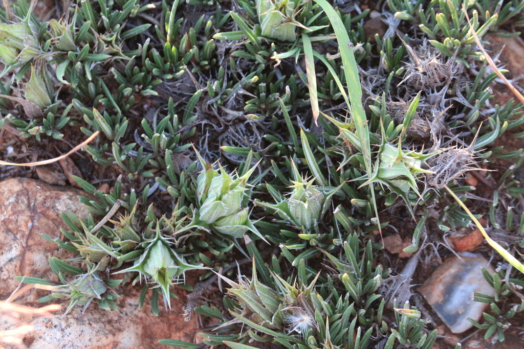 Blepharis angusta from West Rand District Municipality, South Africa on ...