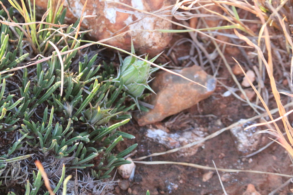 Blepharis angusta from West Rand District Municipality, South Africa on ...