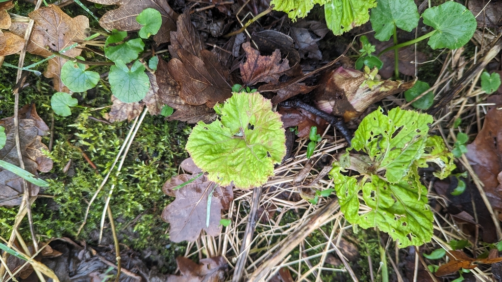 Common Butterbur from Ightenhill, Burnley BB12, UK on February 17, 2024 ...