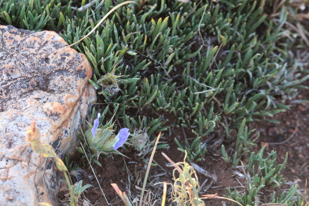 Blepharis angusta from West Rand District Municipality, South Africa on ...