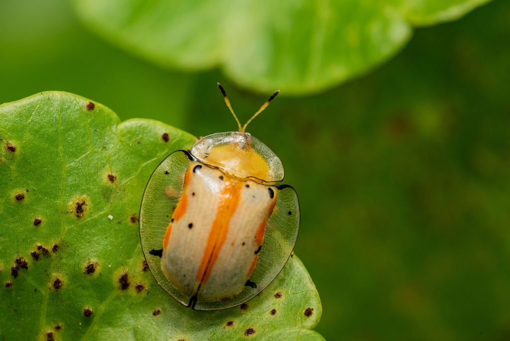 Asian Spotted Tortoise Beetle from 710台灣台南市永康區興國街100號 on April 26, 2019 ...