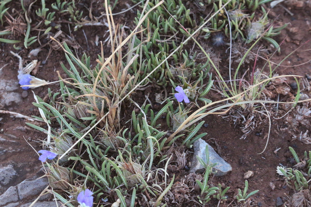 Blepharis angusta from West Rand District Municipality, South Africa on ...