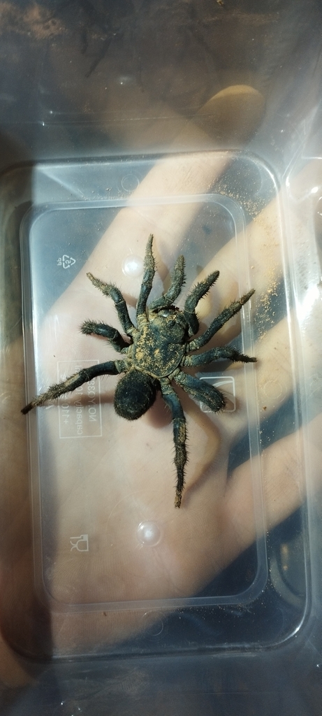 Basal Segmented Spiders from Lộc Tiến, Tp. Bảo Lộc, Lâm Đồng, Вьетнам ...