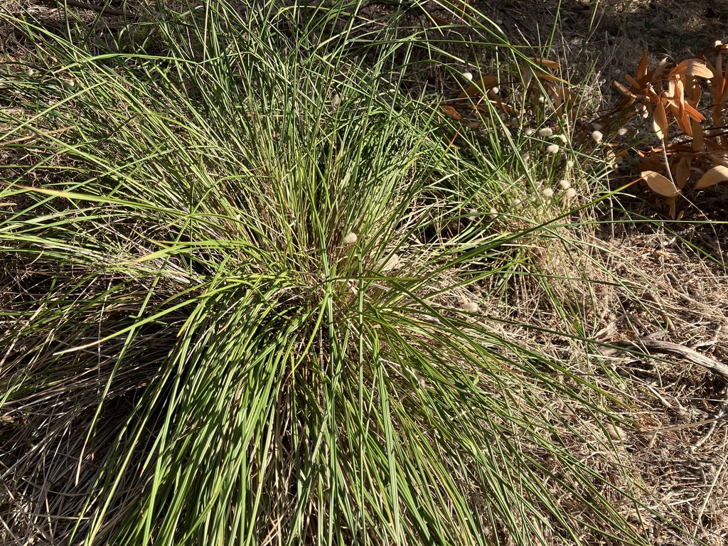 flax-lilies from Dundas St, St Andrews Beach, VIC, AU on March 17, 2024 ...