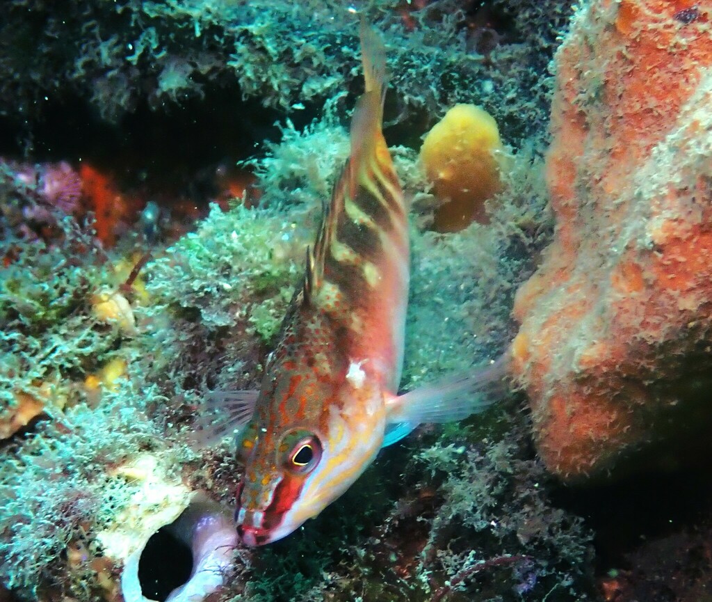Halfbanded Seaperch from Port Stephens, NSW, Australia on March 3, 2024 ...