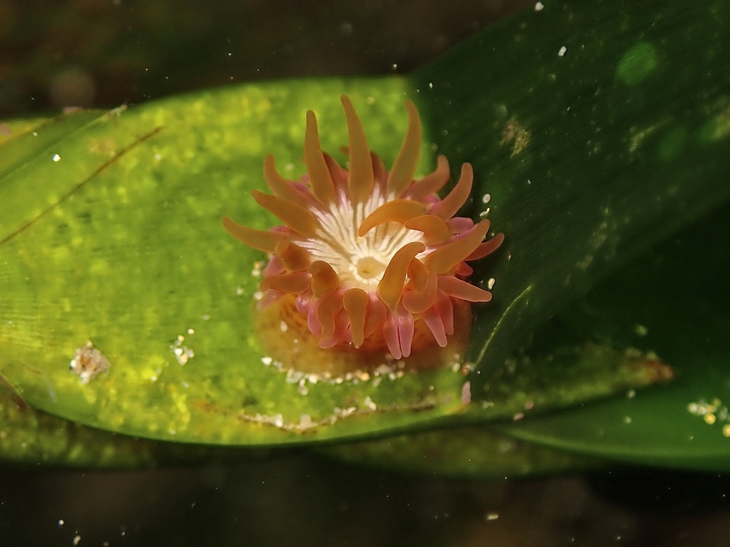 Brooding anemone from Walkerville North, Victoria, Australia on March ...
