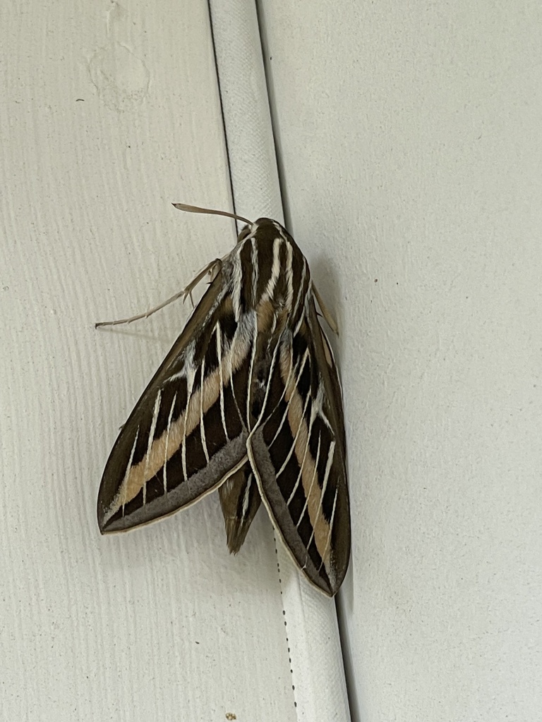 White-lined Sphinx from Wawona St, Los Angeles, CA, US on March 16 ...