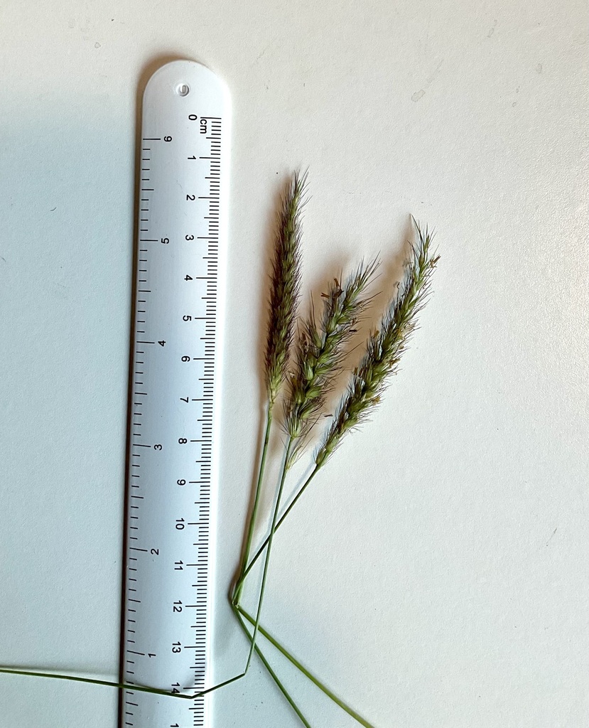 buffelgrass from McMullen County, TX, USA on March 16, 2024 at 05:06 PM ...