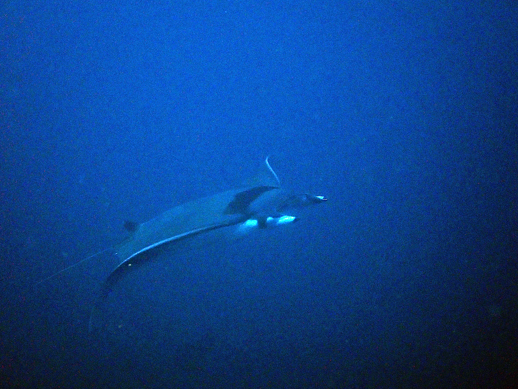 Bentfin Devil Ray in March 2024 by tim h · iNaturalist