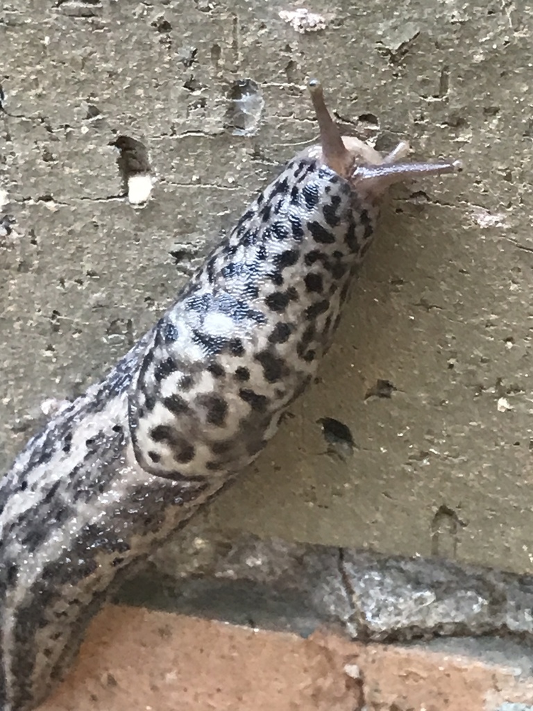 Leopard Slug in March 2024 by marisinova · iNaturalist