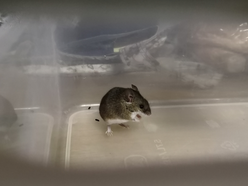 Tiny Pygmy Mouse from 115 Hillcrest Rd, Golden Hill, Cape Town, 7130 ...