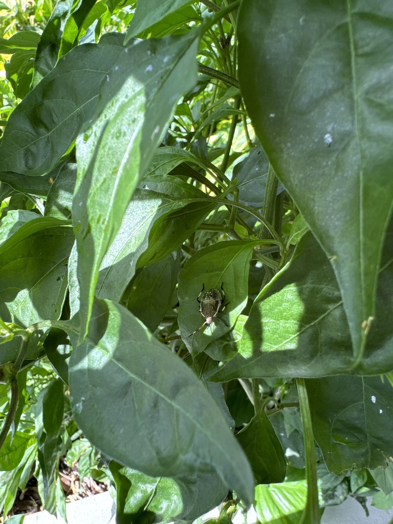 Oncocoris from Crombie St, Milton, QLD, AU on March 17, 2024 at 09:18 ...
