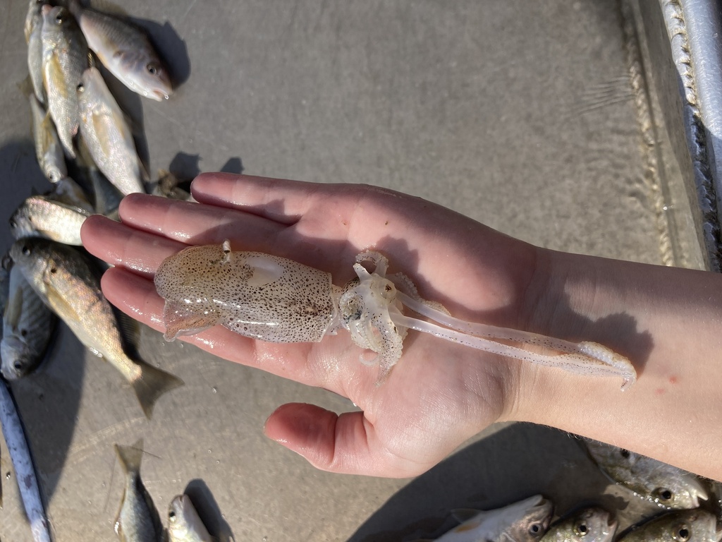 Atlantic brief squid from Gulf of Mexico, Dauphin Island, AL, US on ...