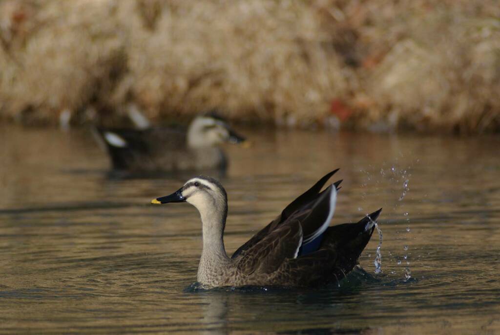 Eastern Spot-billed Duck from 長池公園 on February 3, 2024 at 08:41 AM by ...