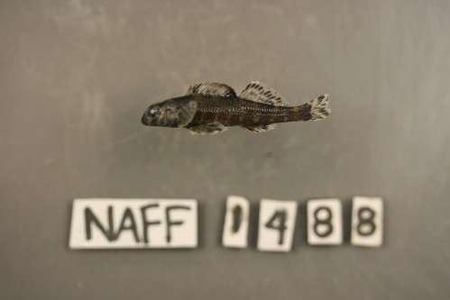Harlequin Darter (Fishes of Alabama) · iNaturalist