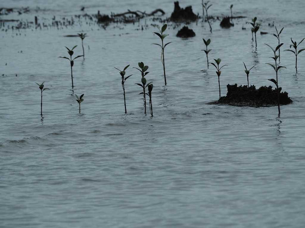 Grey Mangrove from Mobbs Bay Beach, Richmond River, South Ballina NSW ...