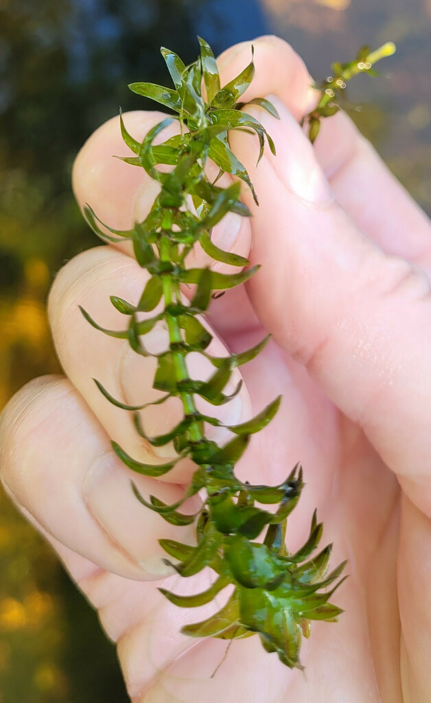 Canadian Waterweed from Lennox and Addington County, ON, Canada on ...