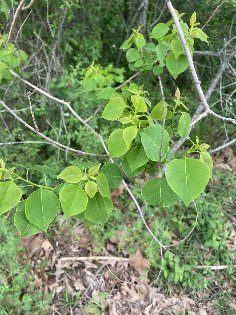 Chinese Tallow from Rhonda Ave, Baton Rouge, LA, US on March 16, 2024 ...