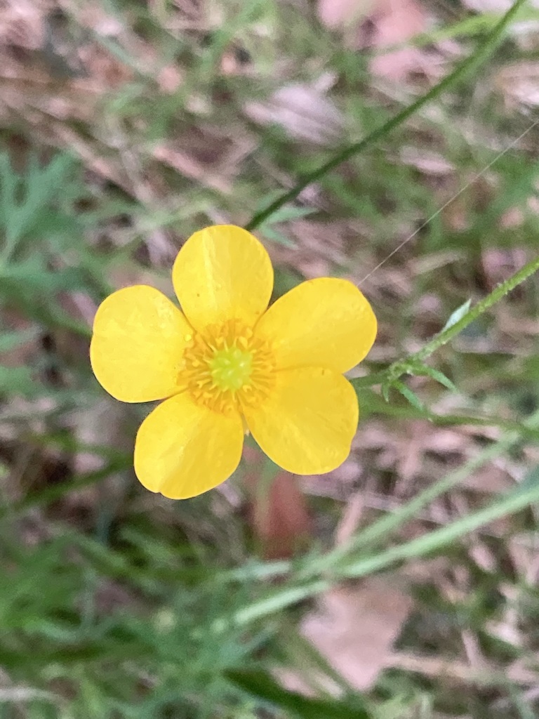 Australian Buttercup from Coomba Park NSW 2428, Australia on October 17 ...