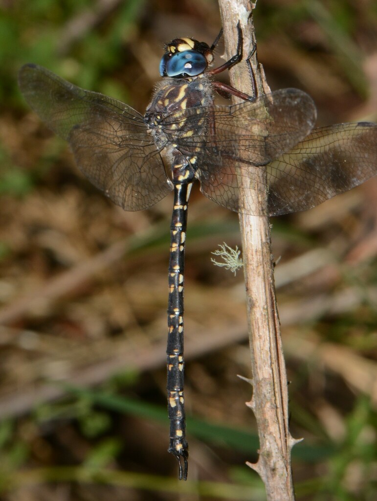 Multi-spotted Darner from Bright VIC 3741, Australia on March 4, 2024 ...