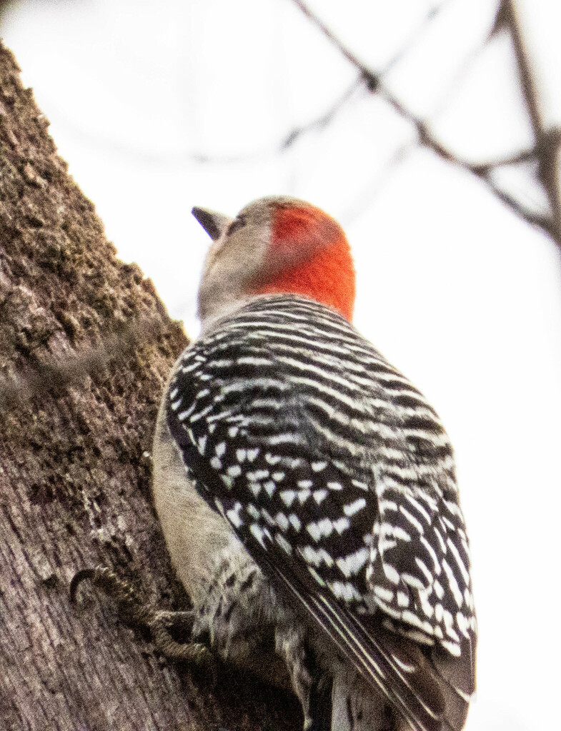 Red-bellied Woodpecker from Marl Lake, Michigan 48653, USA on March 15 ...