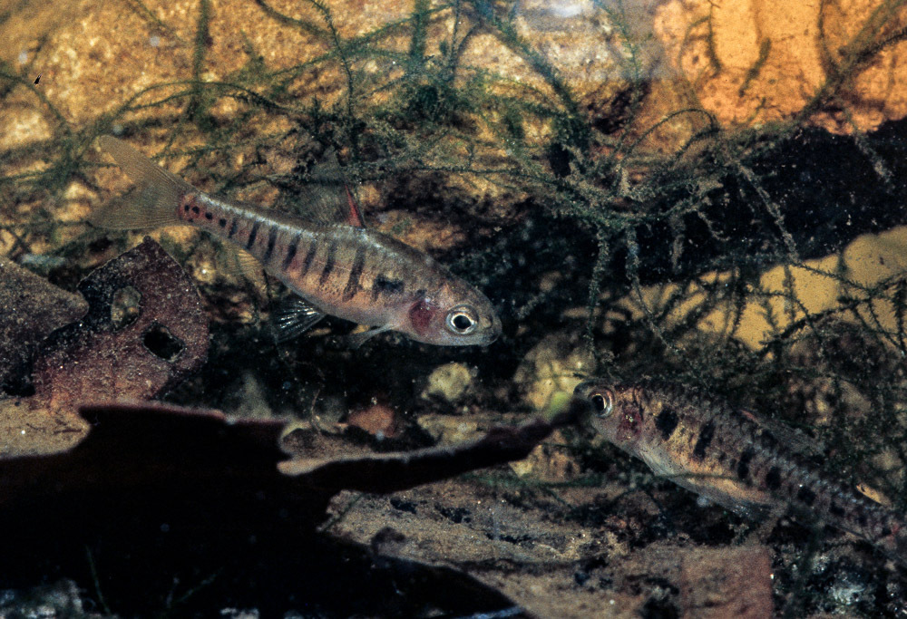 Jae Barb (Enteromius jae) - Marine Life Identification