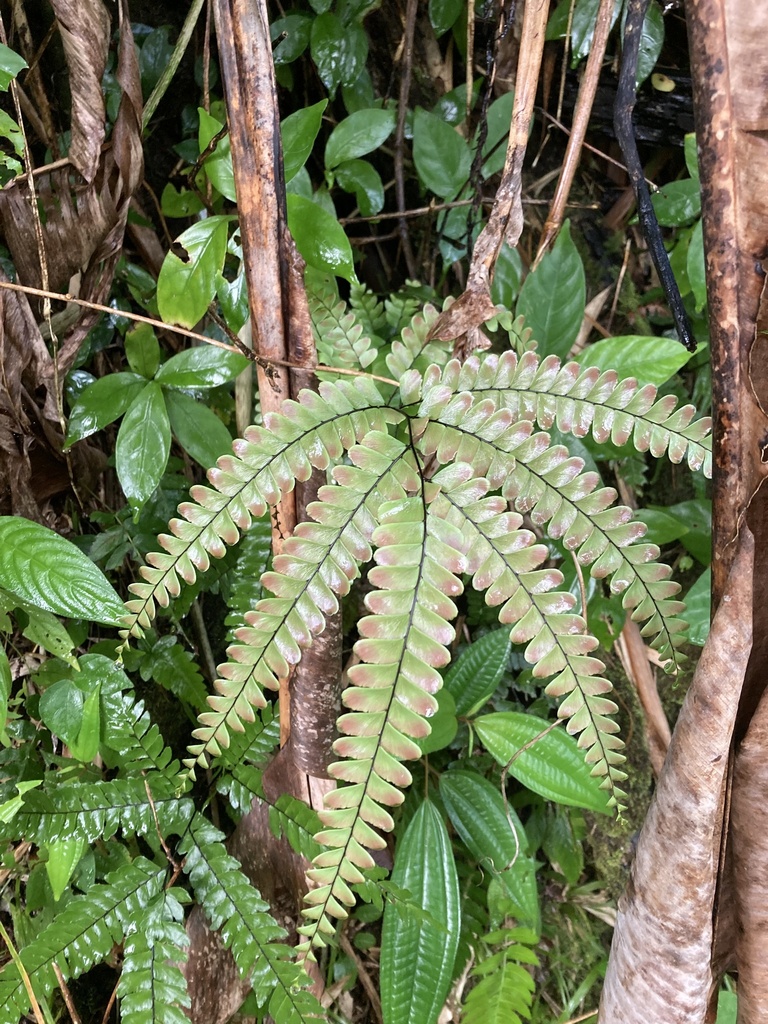 Pyramid Maidenhair from El Yunque National Forest, Naguabo, Puerto Rico ...
