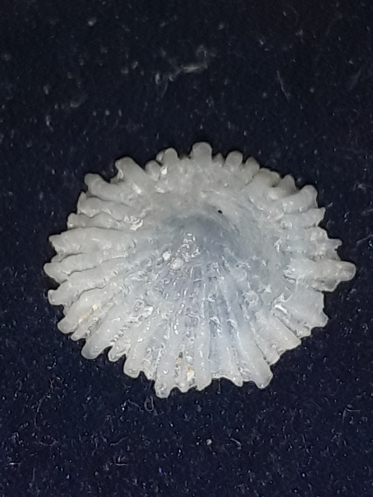 Trimusculus stellatus from Conchas Chinas, Puerto Vallarta, Jal ...