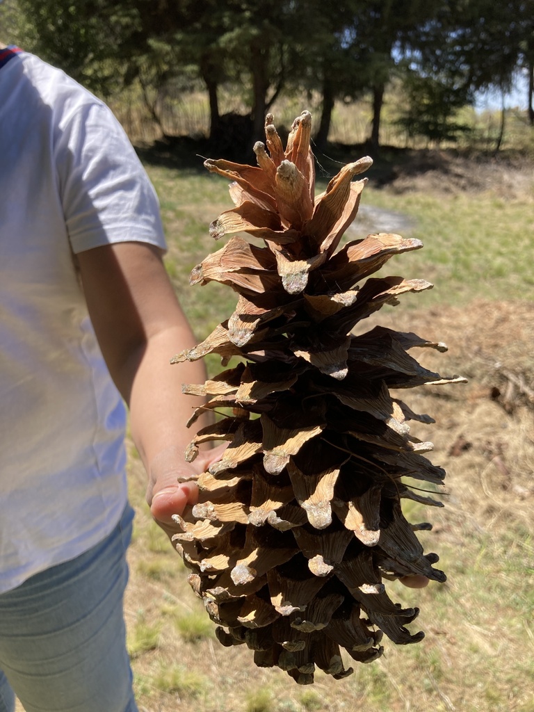 Mexican white pine from Mexico on March 16, 2024 at 01:11 PM by ...