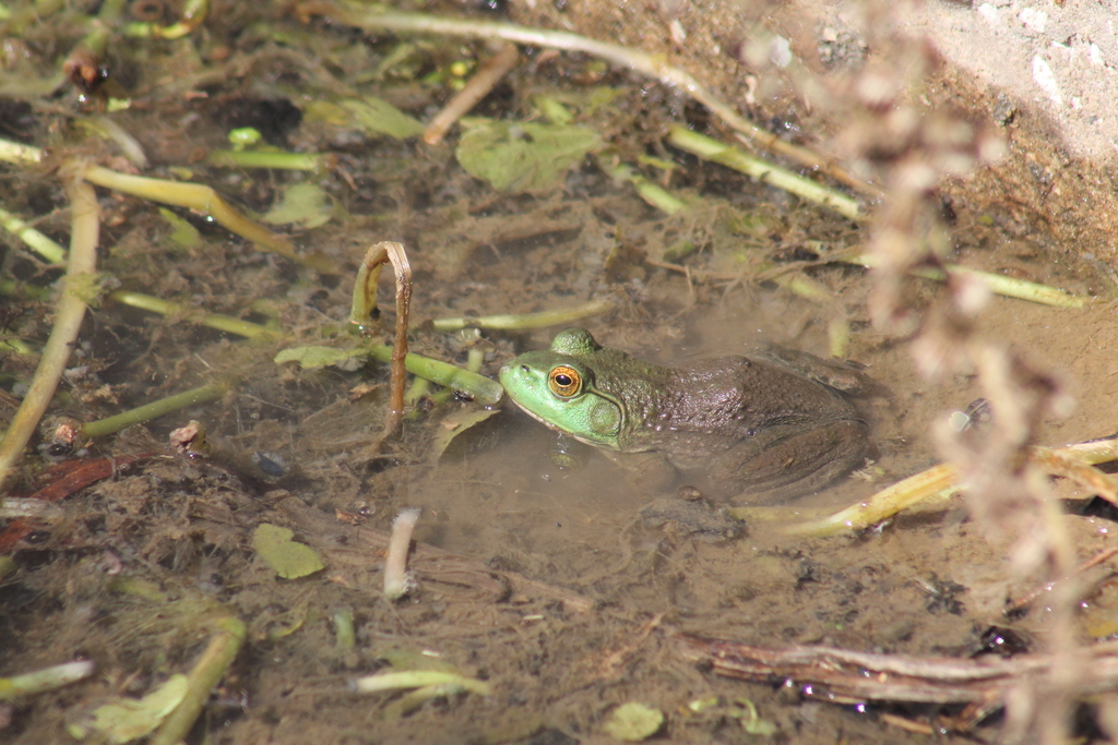 American Bullfrog from Industrial, Augusta, GA, USA on March 16, 2024 ...