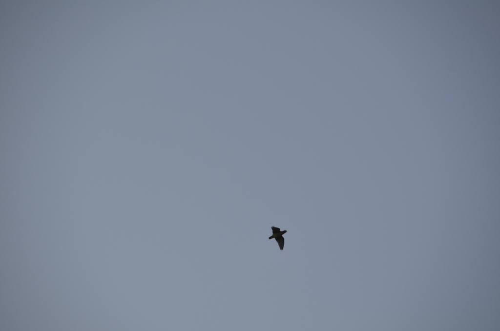 Parrots from 620 Road Puntarenas Monteverde, 75XV+M8V, Provincia de ...