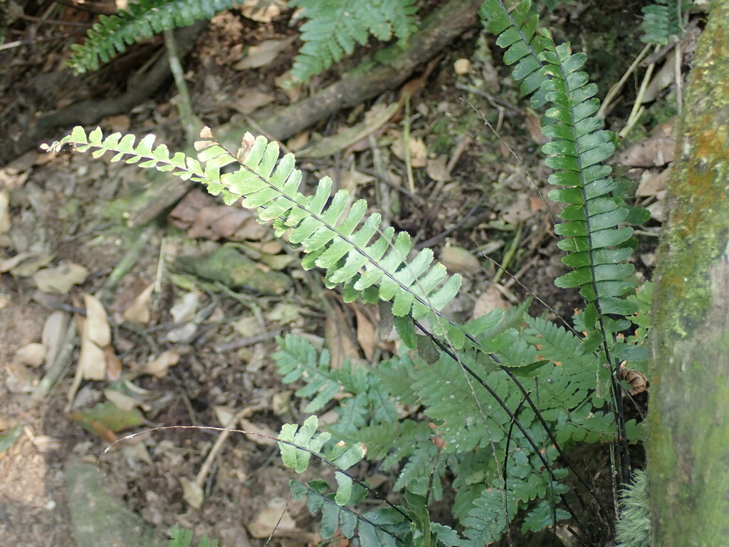 Asplenium normale normale from 901台灣屏東縣三地門鄉 on March 16, 2024 at 01:12 ...