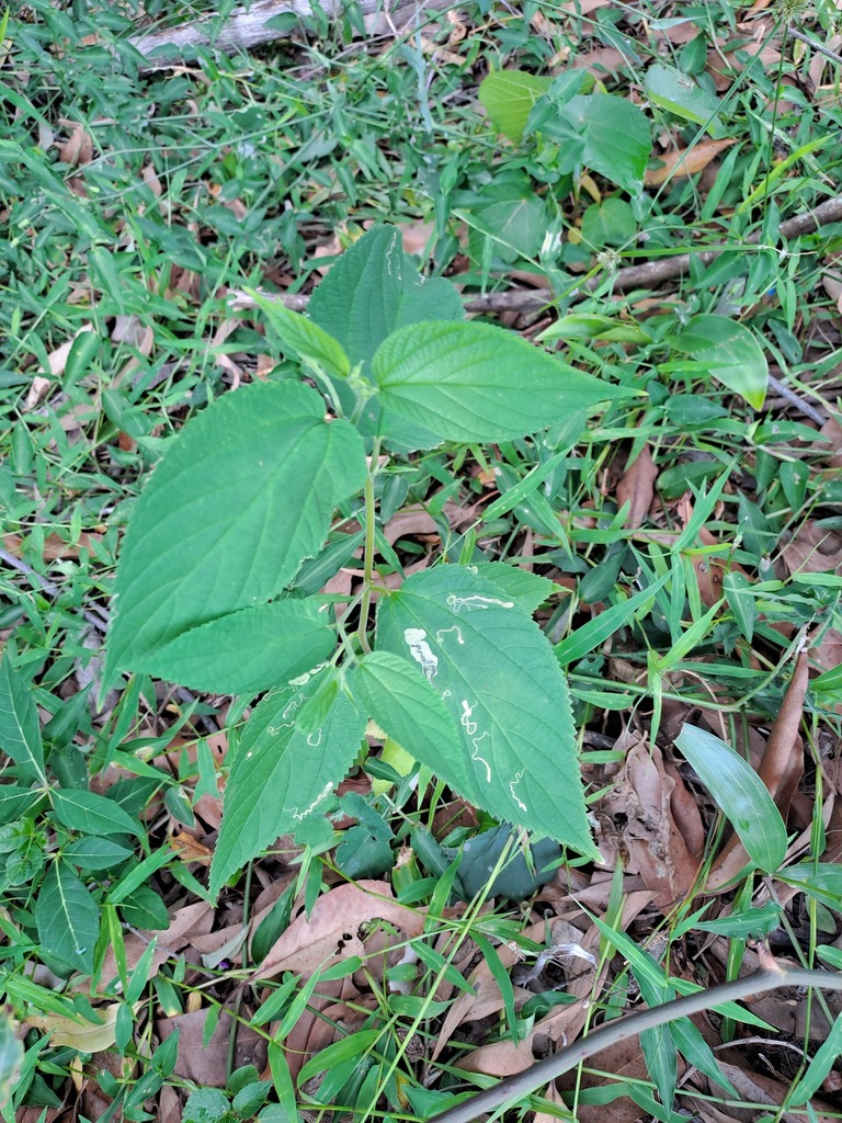 Nettle Tree from Gold Coast QLD, Australia on March 3, 2024 at 10:08 AM ...