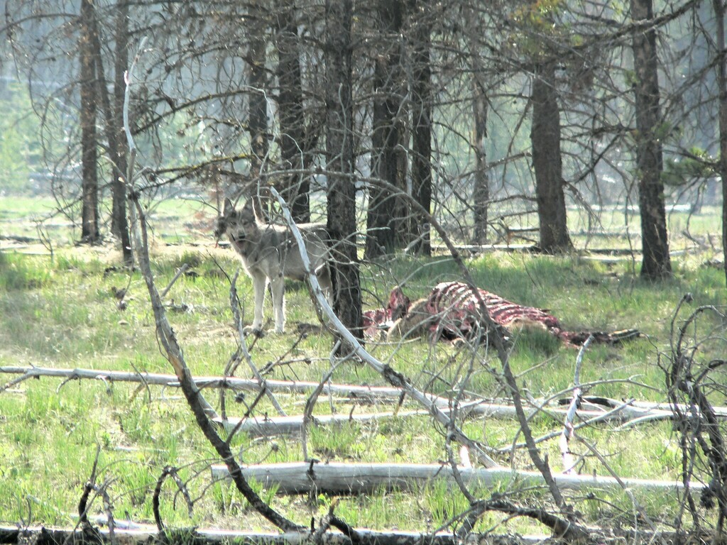 Gray Wolf from Flathead County, MT, USA on May 18, 2008 at 08:03 AM by ...