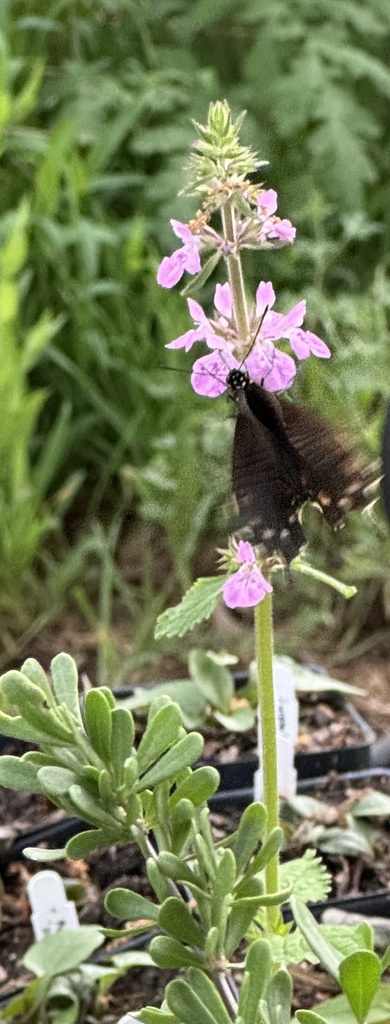 Pipevine Swallowtail in March 2024 by Jerry Morrisey · iNaturalist