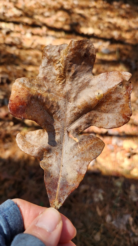 post oak from Dorchester County, MD, USA on March 16, 2024 at 12:24 PM ...