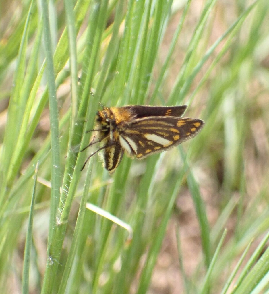 Marsh Sylph from Tweefontein, Ogies, Nkangala District Municipality ...