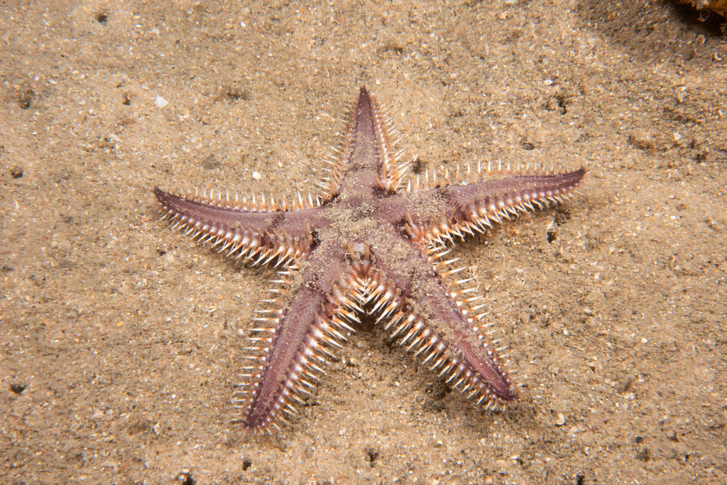 Indo-Pacific Comb Star from "Parsley Bay, Vaucluse" on October 18, 2023 ...