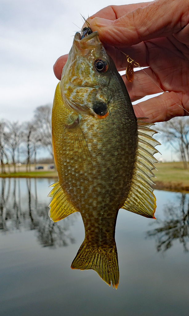 Green × Redear Sunfish from Broken Arrow, OK, USA on March 16, 2024 at ...