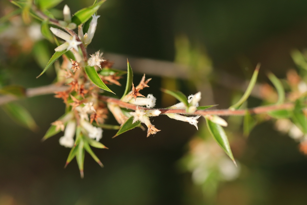 common beard-heath from Zumsteins VIC 3401, Australia on February 5 ...